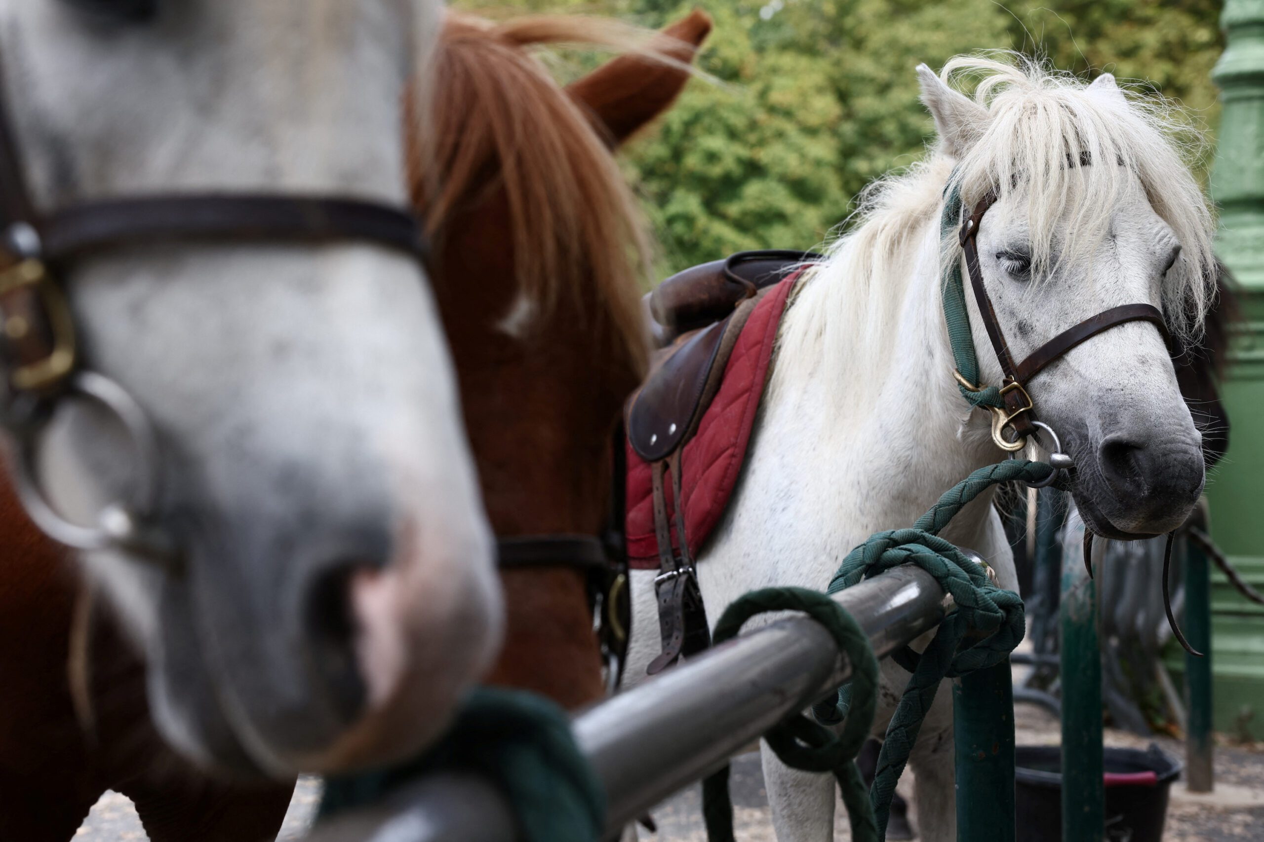 Paris bans pony rides for children following animal rights campaign ...