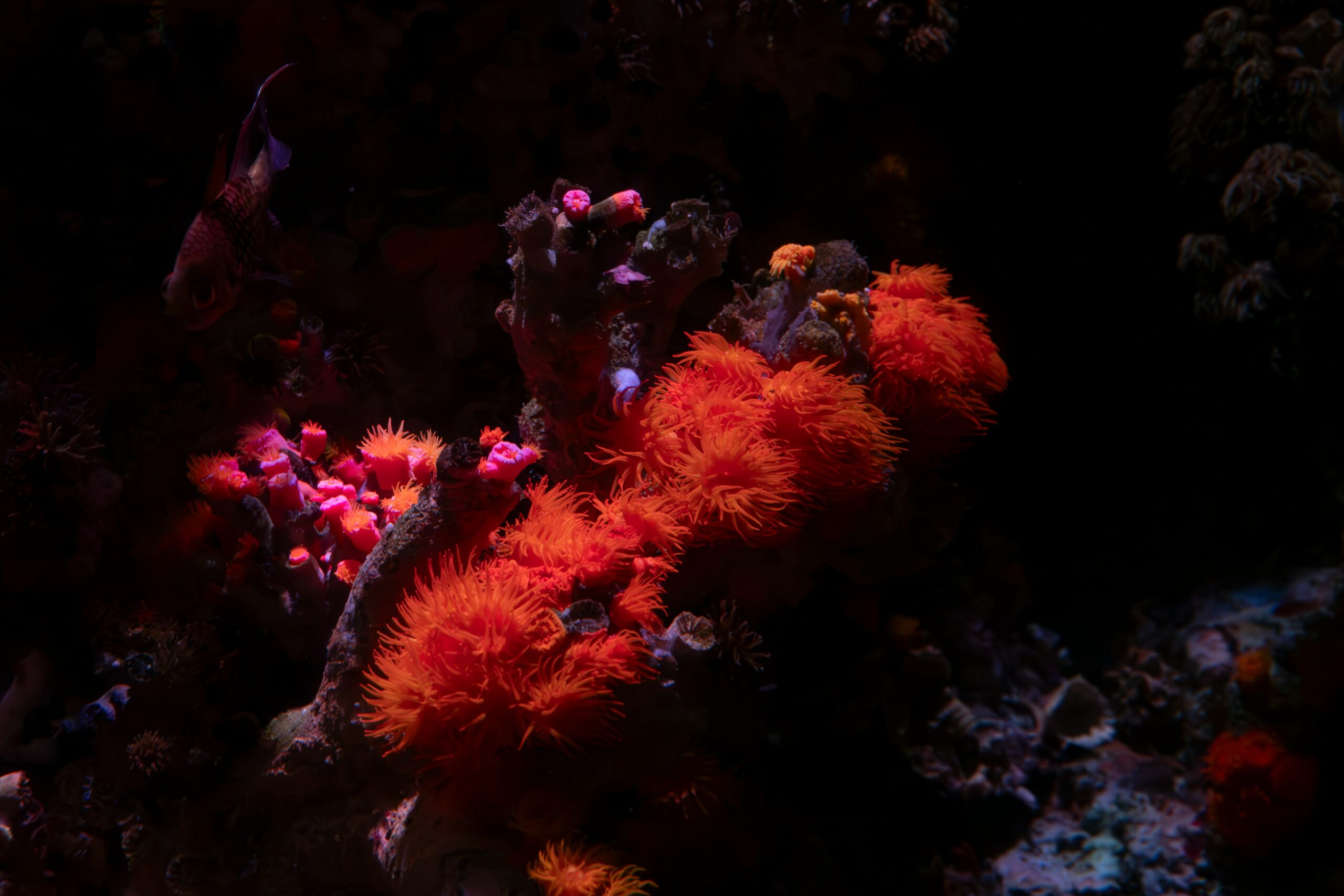 Monaco’s red coral success marks major milestone in conservation ...