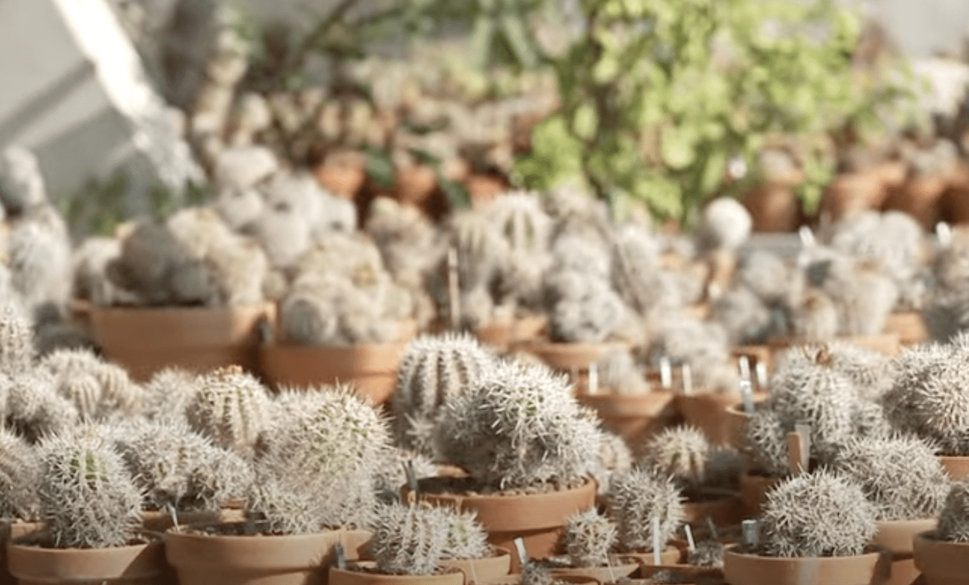 Exploring Monaco’s hidden desert at the Botanical Centre - NEWS.MC ...